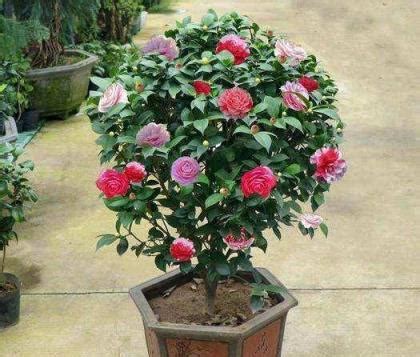 3月養茶花順著4喜養葉片油亮長得好園藝師的經驗要聽 imomo植物識別