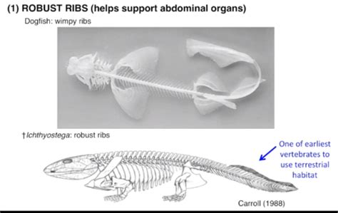 Fossil Amphibians Flashcards Quizlet