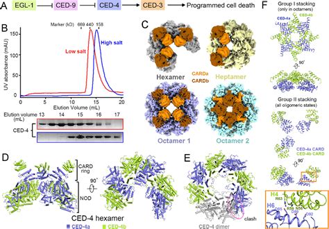 Figure 1 From Structural Insights Into Ced 3 Activation Semantic Scholar