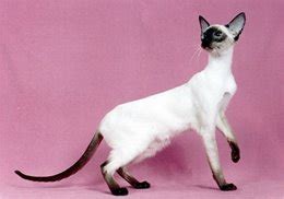 巴厘猫 猫咪 萌狗网