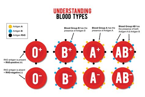 What Do Blood Types Mean In Korea Read Free