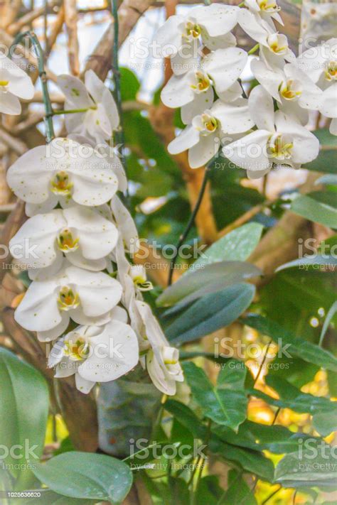 아름 다운 흰색 Phalaenopsis 난초 꽃 녹색 잎 배경 호 접 또는 우아한 나 방 난초는 가장 아름 다운 중 하나입니다