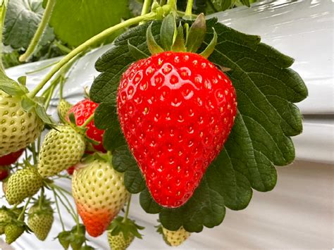イチゴの種類 いちご狩りは横浜の吉原いちご園