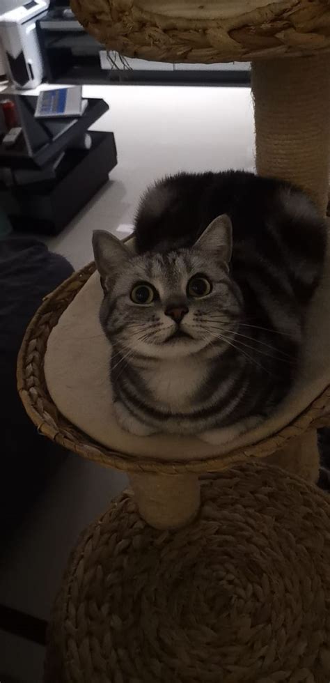 求助猫主子心衰刚刚血检又发现肾衰 NGA玩家社区