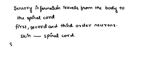 Solved 27 Sensory Information Travels To The Brain Via A Ascending