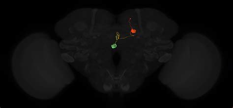 Protocerebral Bridge Glomerulus 6 Fan Shaped Body Nodulus 2 Ventral