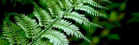 Jaspar Jaspar Matrix Clustering