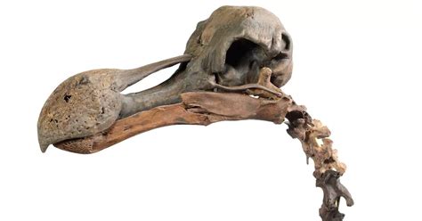 First Dodo Skeleton In 100 Years To Be Sold At Auction 354 Years After
