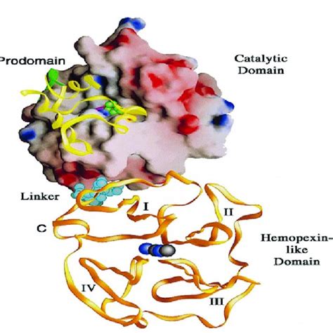 Modes Of Action Of The Matrix Metalloproteinases A Mmps May Affect