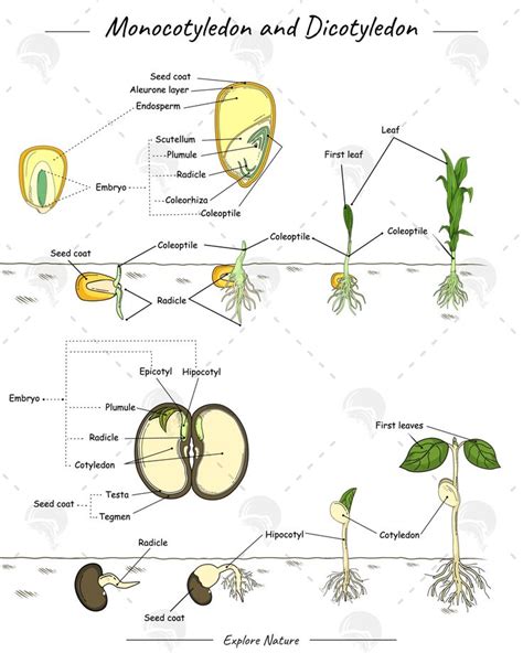 Monocot Vs Dicot Seed Comparison Diagram