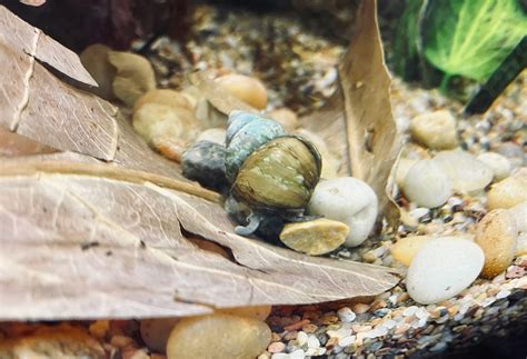 Japanese Trapdoor Snail Raquaticsnails