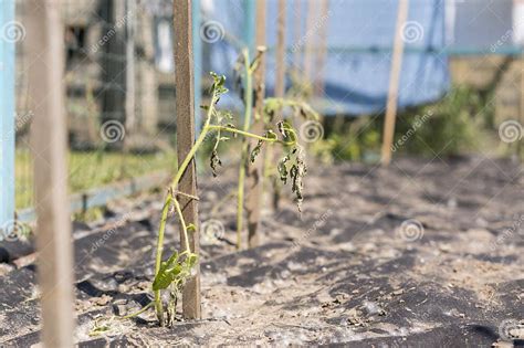The Dried Bush Of A Tomato The Plant Withered From Lack Of Water