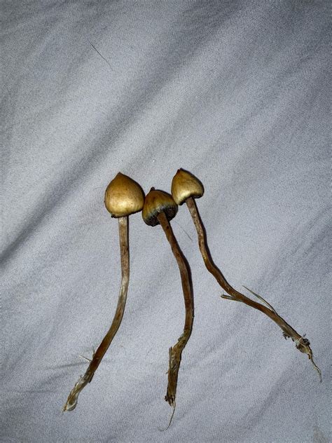 Some Beautiful Libs Rsemilanceata