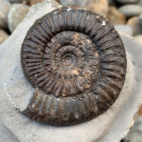 Yorkshire Fossils Page 2 Yorkshire Fossils