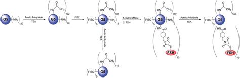 Overview Of The Preparation Of Fsh33 Targeted G5 Pamam Dendrimer