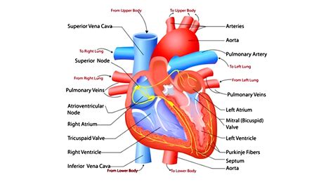 Parts Of A Heart Diagram Structure Of The Heart