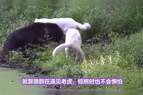 狼群为什么不敢攻击有牧羊犬守护的羊群狼真的是害怕牧羊犬吗牧羊犬守护羊群