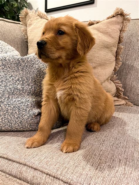 Red Golden Retriever Artofit