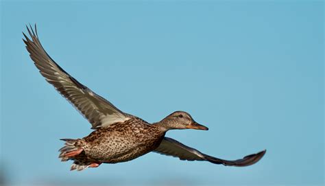 Ente Im Flug Foto And Bild Tiere Wildlife Natur Bilder Auf Fotocommunity