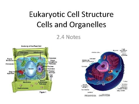 Eukaryotic Cell Structure Cells And Organelles