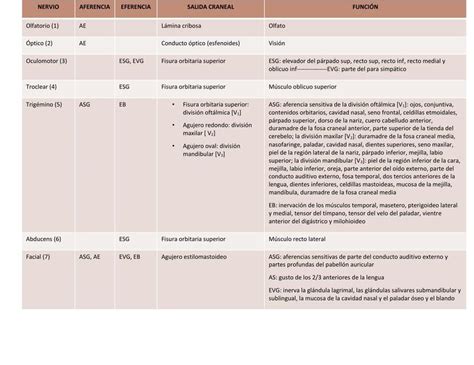 Nervios Craneales Mayerli Udocz