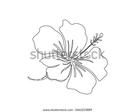 Continuous One Line Drawing Hibiscus Flower Stock Vector Royalty Free