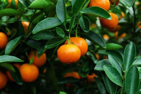7 Important Facts About The Dancy Tangerine Minneopa Orchards