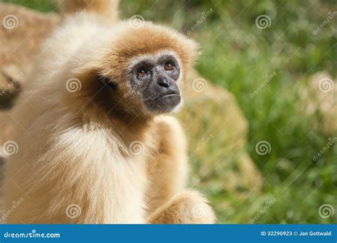 Wild Gibbon Monkey In A Tree Yala National Park Sri Lanka Stock