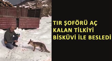 Tır Şoförü Aç Kalan Tilkiyi Bisküvi Ile Besledi Trmotosports