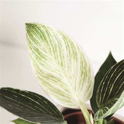 柏金蔓綠絨 陳家立葉 Chen s Plant