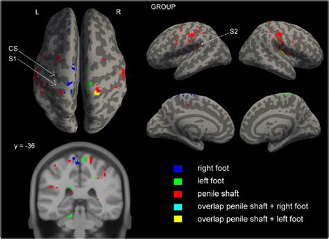 Group Cortical Activation Patterns Group Activation Maps P