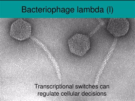 PPT Bacteriophage Lambda L PowerPoint Presentation Free Download ID