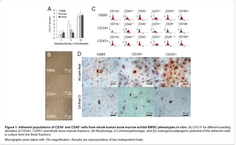 Evidence Of A Hematopoietic Origin Of Human Bone Marrow Stromal C