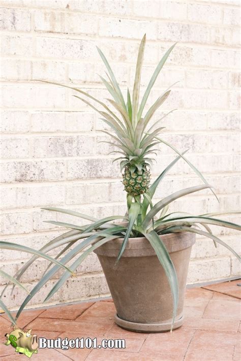 Grow Pineapple Indoors