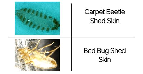 Carpet Beetle VS Bed Bug A Quick Guide On The Differences