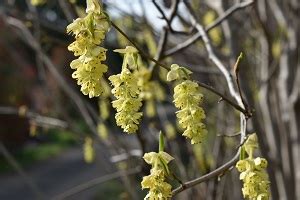 2024年4月見ごろ情報 埼玉県花と緑の振興センター