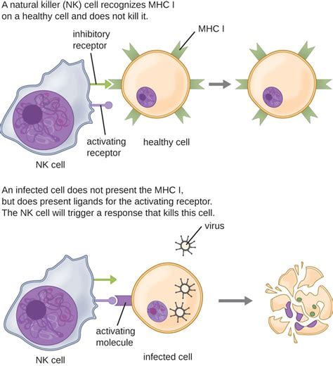 Cellular Defenses Microbiology Study Guides