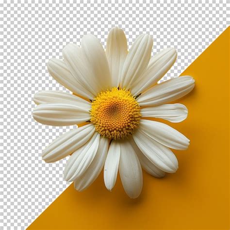투명 한 배경 에 고립 된 꽃 프리미엄 Psd 파일