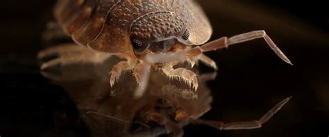 Will Bleach Kill Bed Bugs And Their Eggs