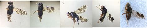 General View Of Adult Fly A Tephritis Nigricauda B Tephritis Download Scientific Diagram