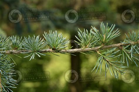 Cedrus Atlantica Atlas Cedar Leaf Leaf Cedrus Atlantica Atlas