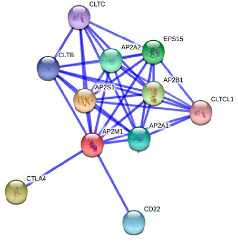 Adaptor Complex Interaction Network Notes Interaction Of AP2M1 With Download Scientific