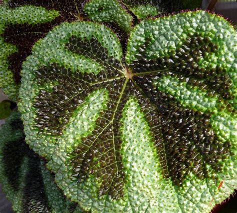Begonia Rex Hybrids Cactus Jungle
