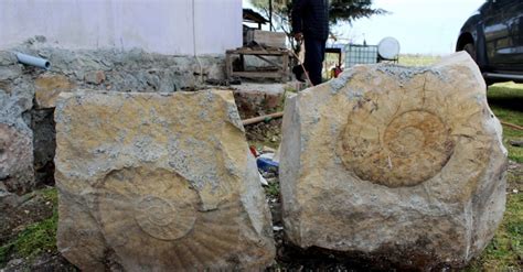 Giant Snail Fossil Found In Turkey S Adıyaman Daily Sabah