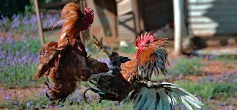 Viral Two Men Lose Their Lives After Roosters Attacks Them During Cockfight