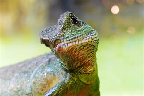 Chinese Water Dragon Lizard Free Photo On Pixabay Pixabay
