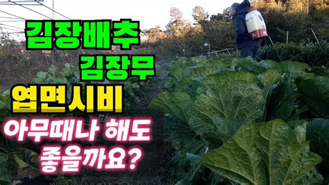 김장배추 김장무 엽면시비는 언제가 좋을까요 엽면시비 방법 김장배추 재배법 김장무우 재배법 엽면시비 하는 방법 엽면시비 Youtube