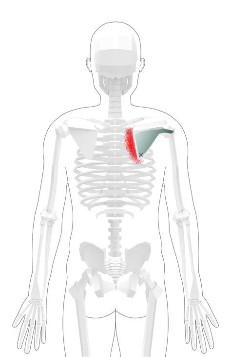 Infraspinatus Trigger Points Overview And Tips For Self Treatment