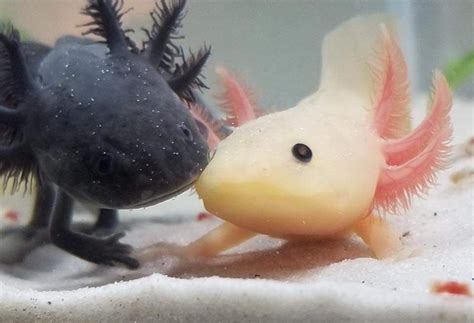 Axolotl Color Guide How To Pick The Right Color Axolotl For You Artofit