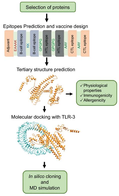 Scheme Of Design Of A Multi Epitope Subunit Candidate Vaccine Using